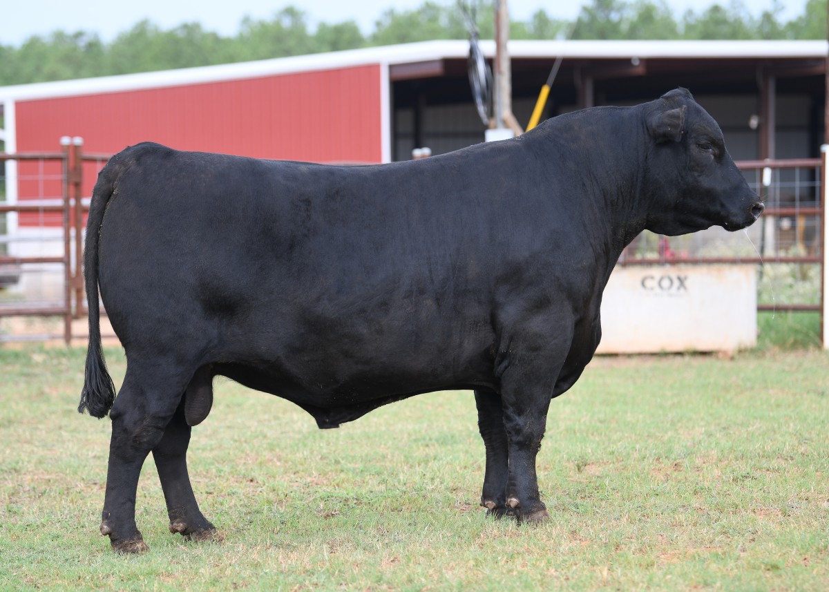 Upcoming Texas Bull Sales at Capitol Angus