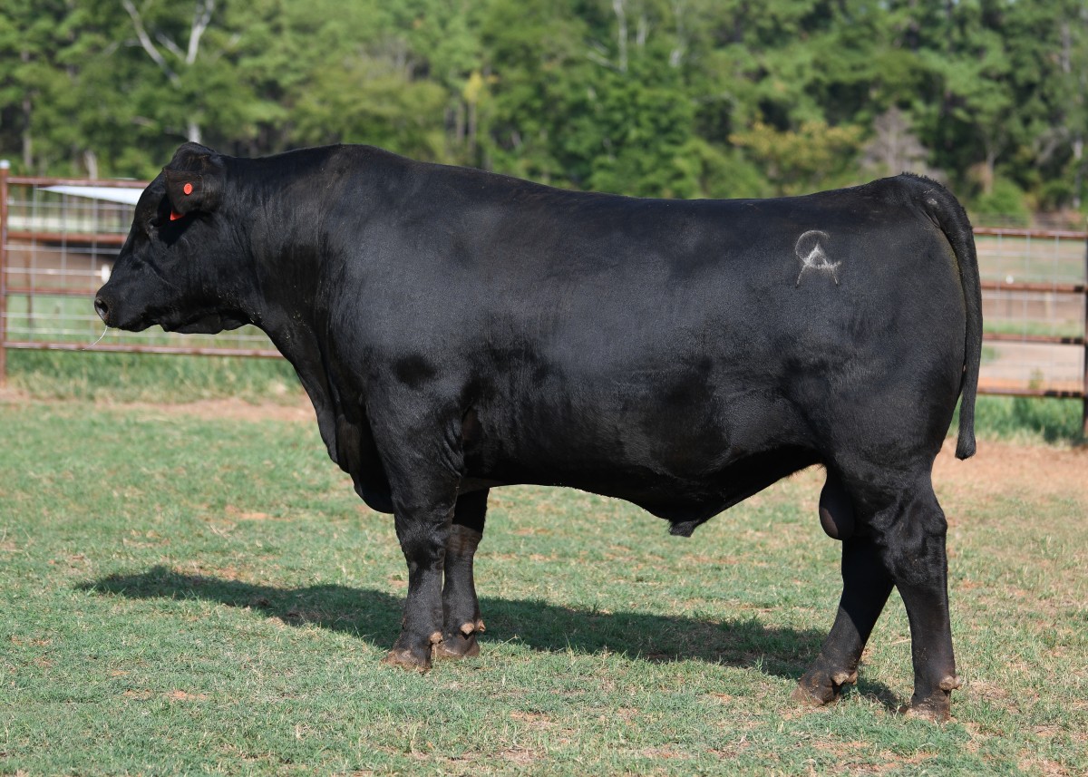 Upcoming Texas Bull Sales at Capitol Angus