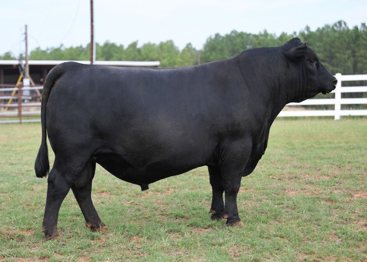 Upcoming Texas Bull Sales at Capitol Angus